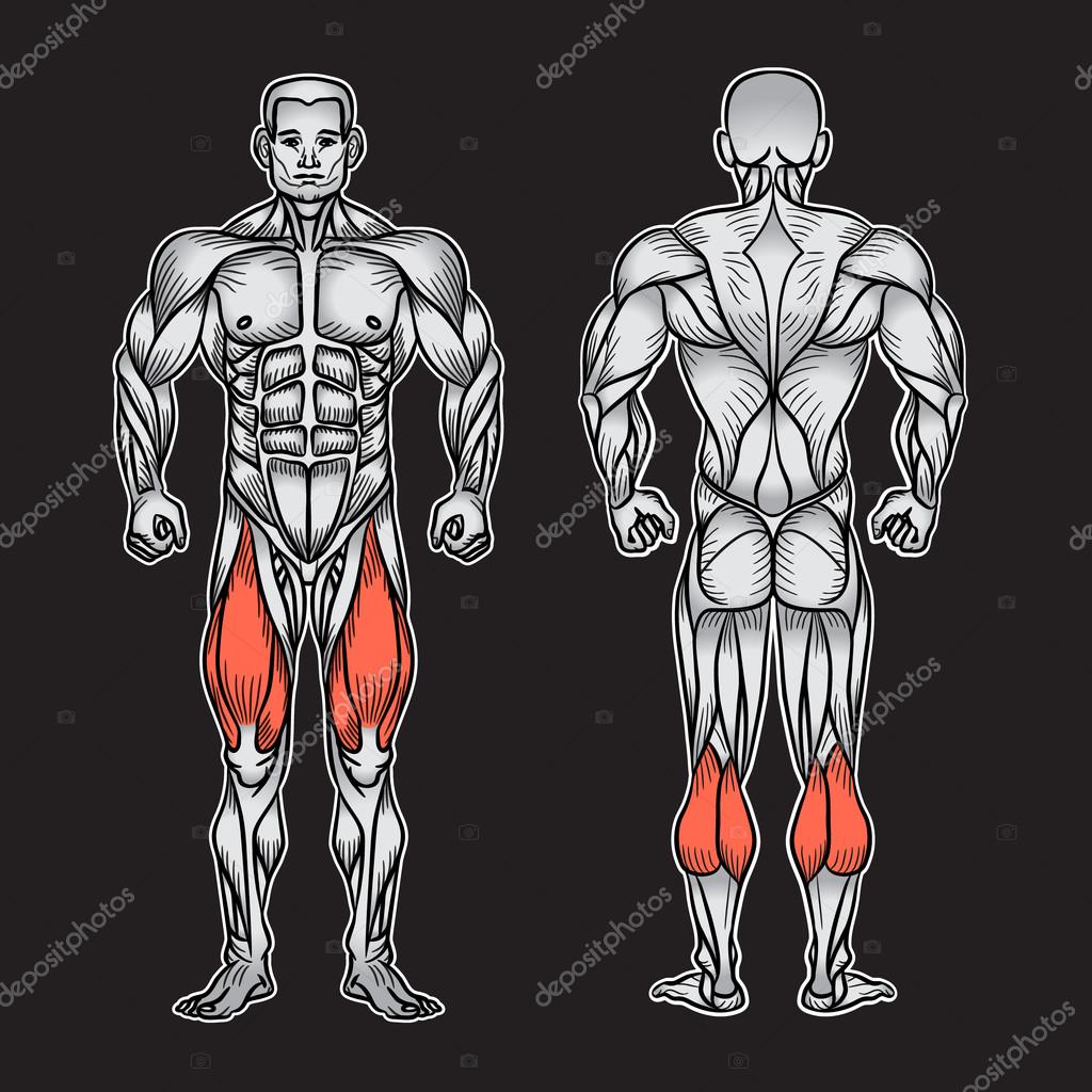 男性的肌肉系统、 运动、 肌肉指南的解剖. — 图库矢量图像© Kluva #119146904