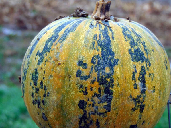 Imágenes de Taxonomia de la calabaza de castilla, fotos de Taxonomia de ...