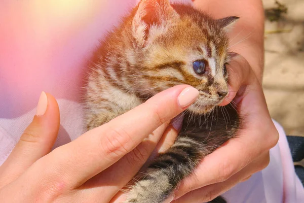 Cat in the hands of a woman. Help and treatment of sick animals in the ...