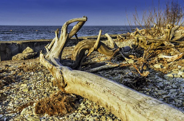 Drift wood beach Stock Photos, Royalty Free Drift wood beach Images ...