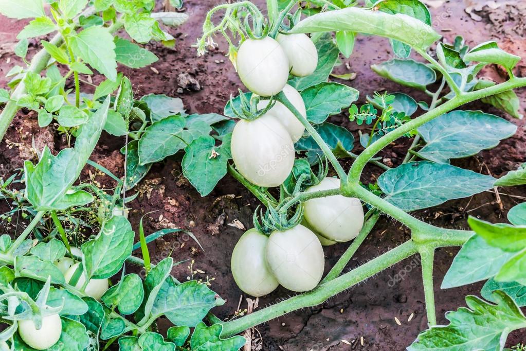 White Tomatoes — Stock Photo © sanpom #62811251