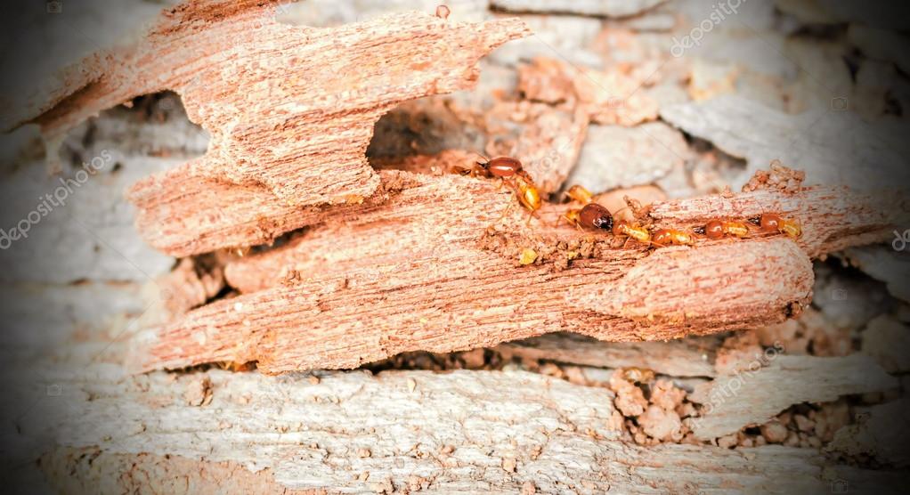 Worker and nasute termites on decomposing wood — Stock Photo © sanpom ...