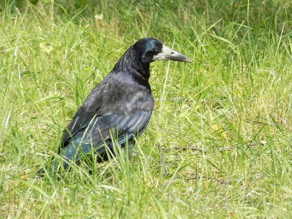 Irish bird Stock Photos, Royalty Free Irish bird Images | Depositphotos