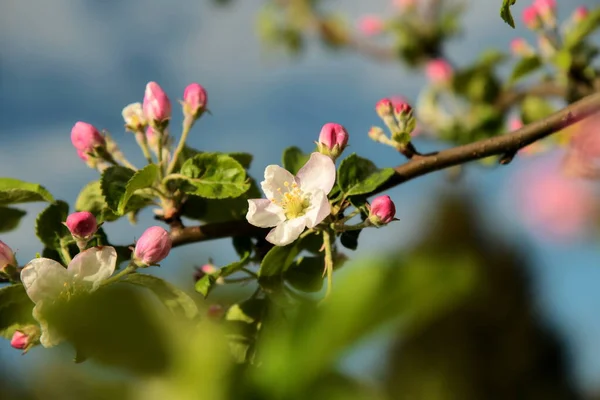 El manzano florido fotos de stock, imágenes de El manzano florido sin ...