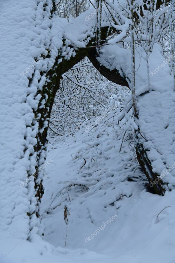 Los arbustos son visibles a través de troncos de árboles cubiertos de ...