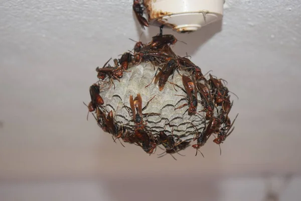 Pest inside house Stock Photos, Royalty Free Pest inside house Images ...