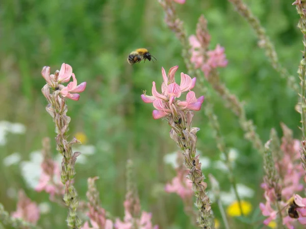 Pasto de abejas Stock Photos, Royalty Free Pasto de abejas Images ...