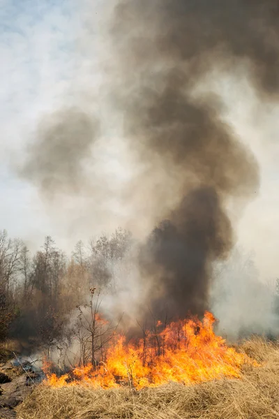 Big fire on agricultural land near forest - Stock Image - Everypixel