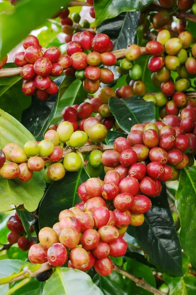 Fotos de Fruto de café, Imagens de Fruto de café sem royalties ...