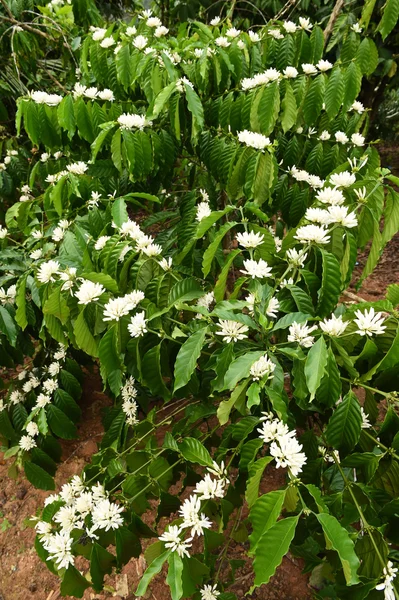 Java rani flower Stock Photos, Royalty Free Java rani flower Images ...