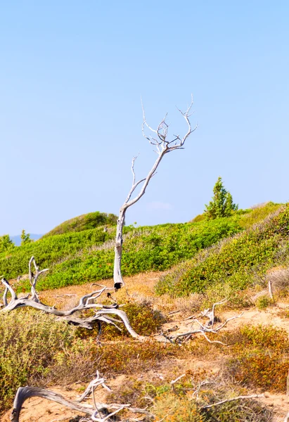 Dead tree in dunes Stock Photos, Royalty Free Dead tree in dunes Images ...