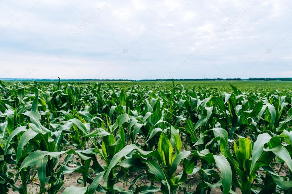 Corn Field Hd