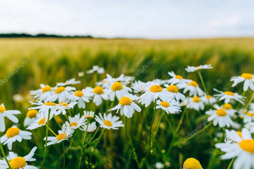 Field of daisies in the mountains — Stock Photo © beorm #76618005