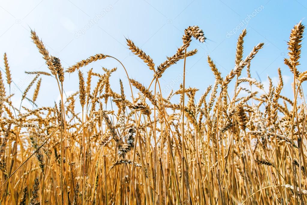 Beautiful wheat field — Stock Photo © beorm #84344476