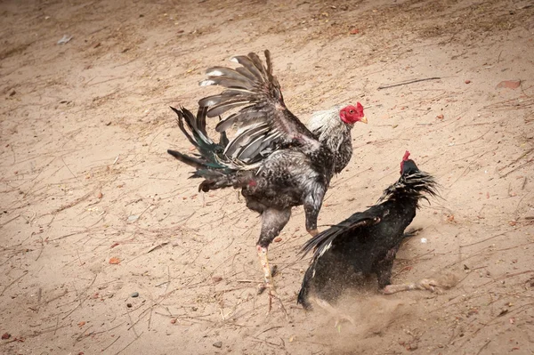 Rooster fight Stock Photos, Royalty Free Rooster fight Images ...