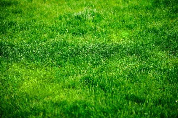 Green ground Stock Photos, Royalty Free Green ground Images | Depositphotos
