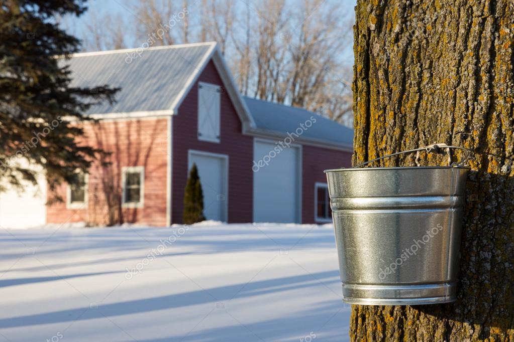 Maple Syrup Tapping — Stock Photo © JamesPintar #89652870