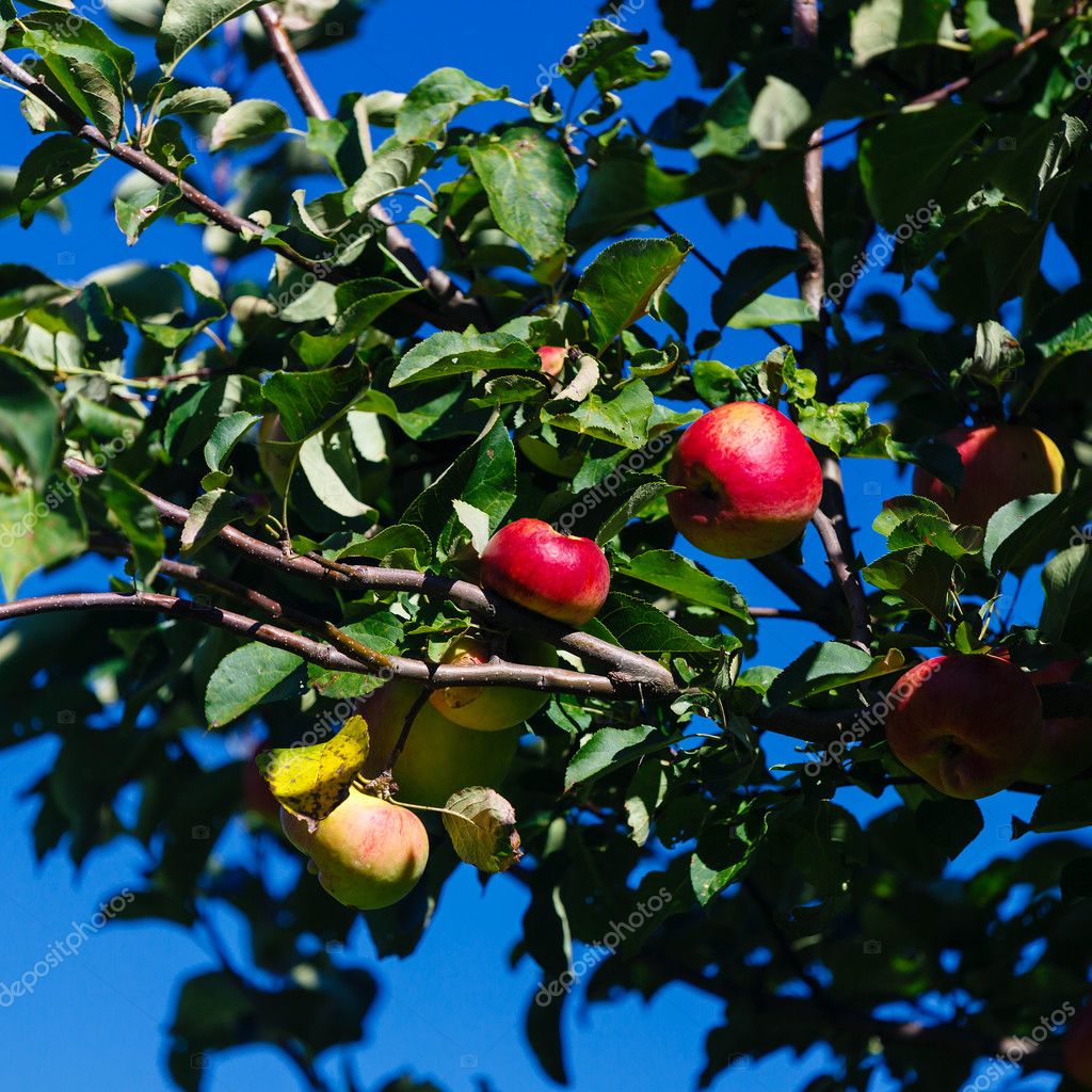 Ripening apples in an orchard — Stock Photo © psvrusso #124732486