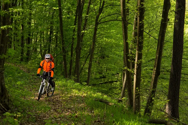 Cyclist Riding the Bike on a Trail in Summer Forest - Stock Image ...