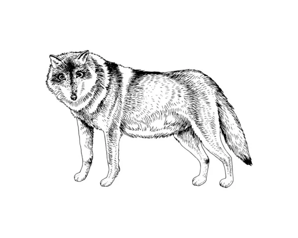 Hand drawn Arctic fox, Vulpes lagopus Stock Vector Image by ©mart_m ...