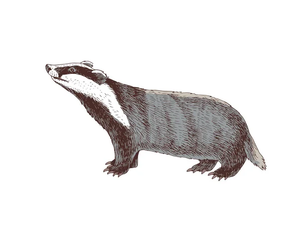 Evropský jezevec Stock vektory, Royalty Free Evropský jezevec Ilustrace ...