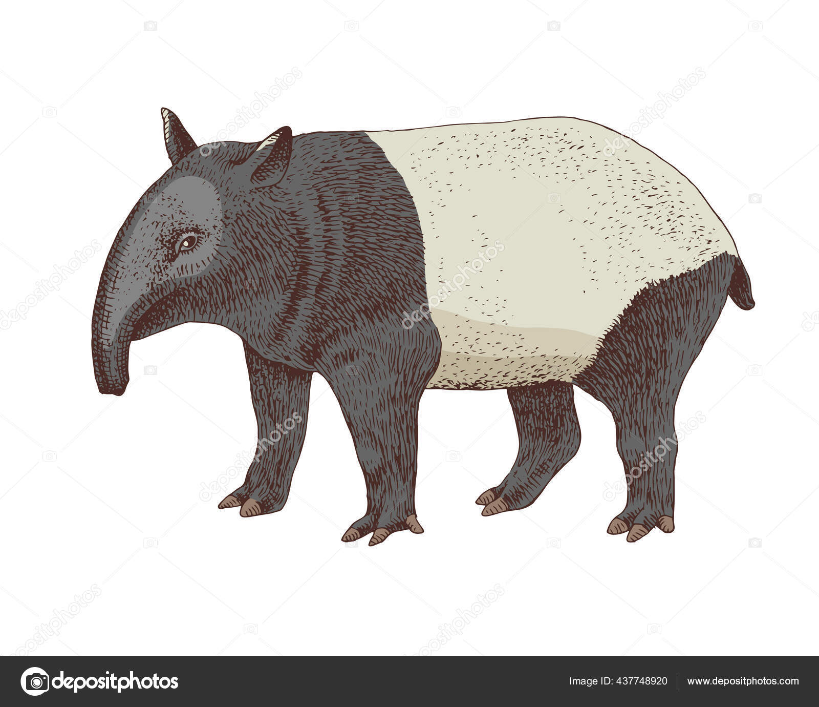 Malayan Tapir Drawing