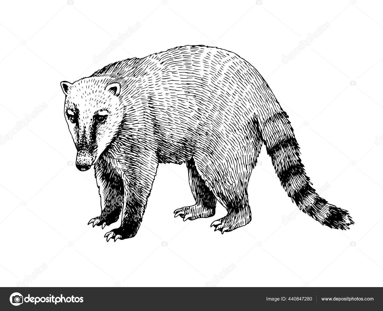 Hand drawn nasua isolated on white background Stock Illustration by ...