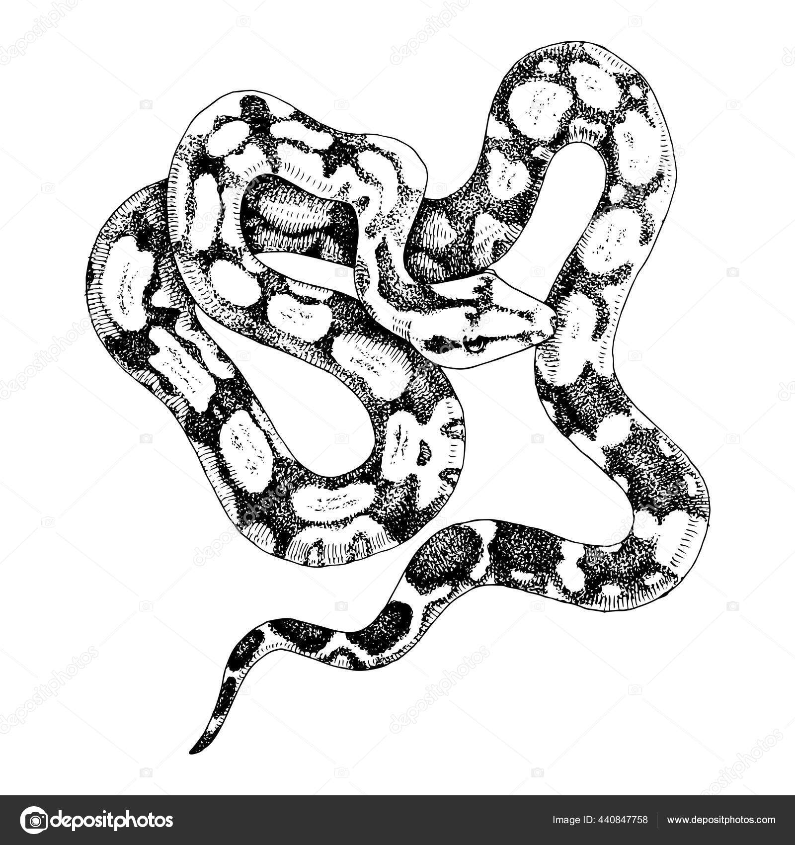 Hand drawn boa constrictor Stock Vector Image by ©mart_m #440847758