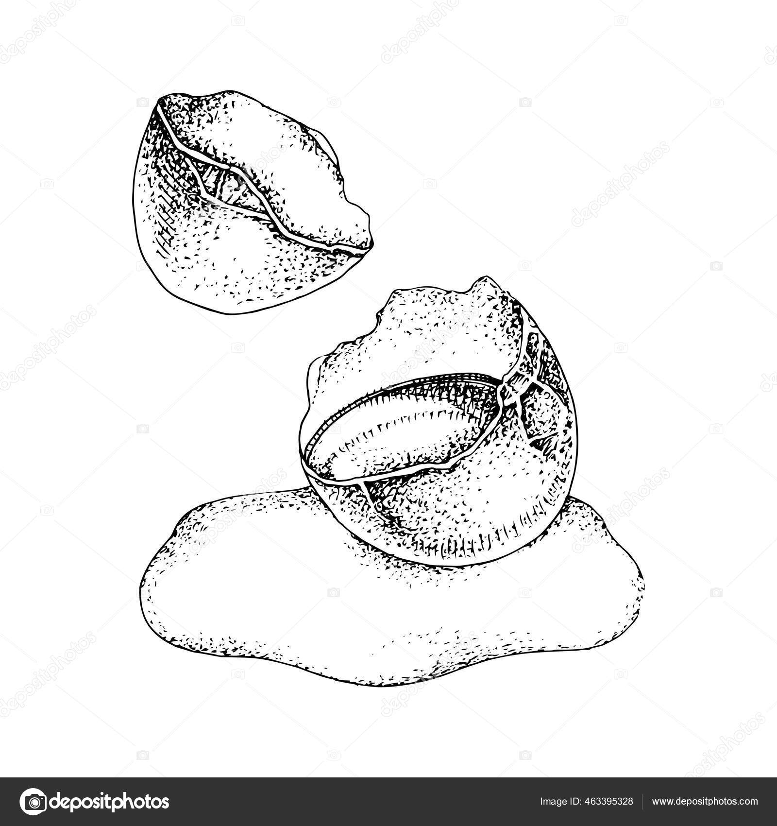 Broken Egg Shell Drawing