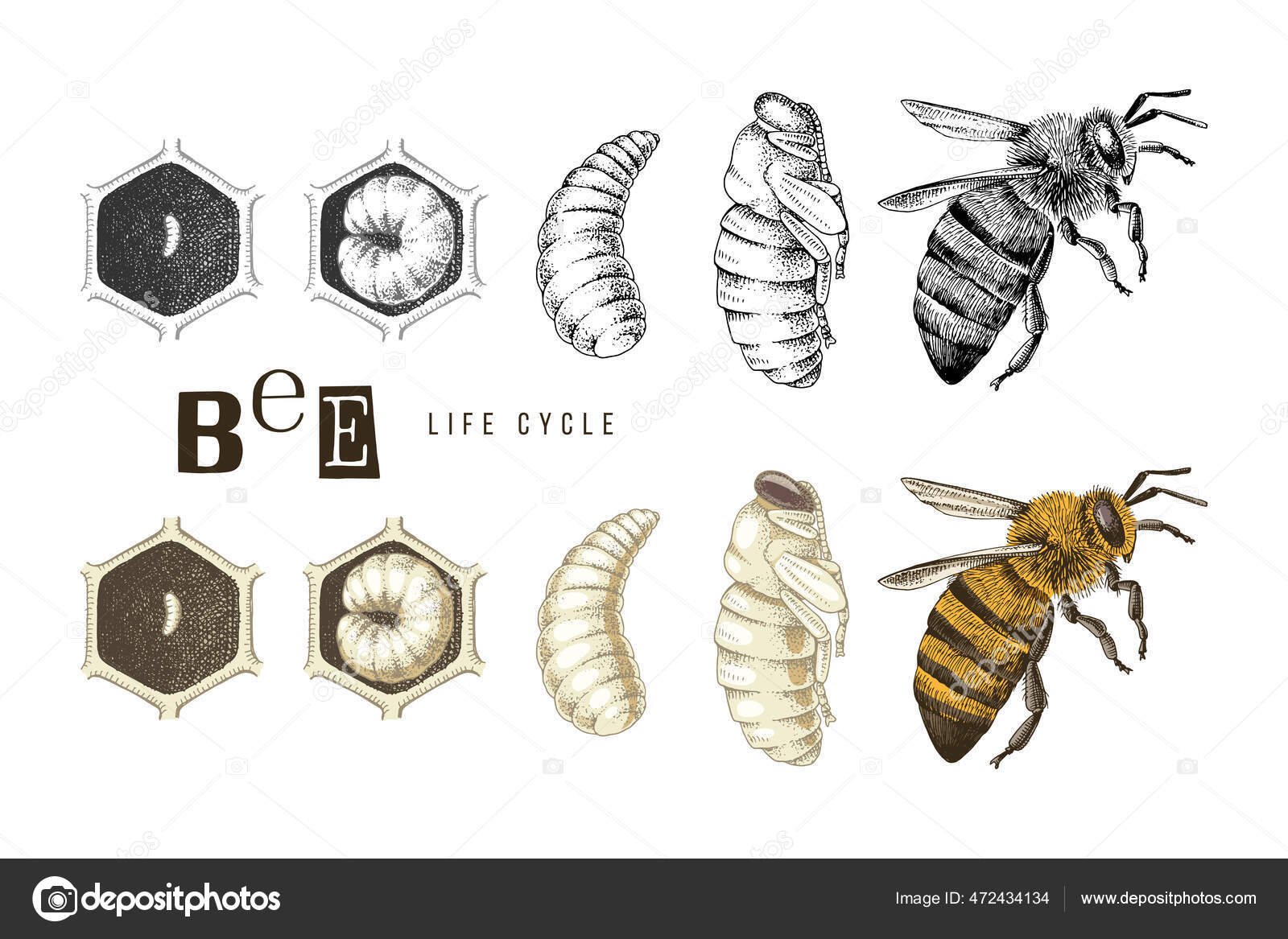 Hand drawn life cycle of a bee Stock Vector Image by ©mart_m #472434134
