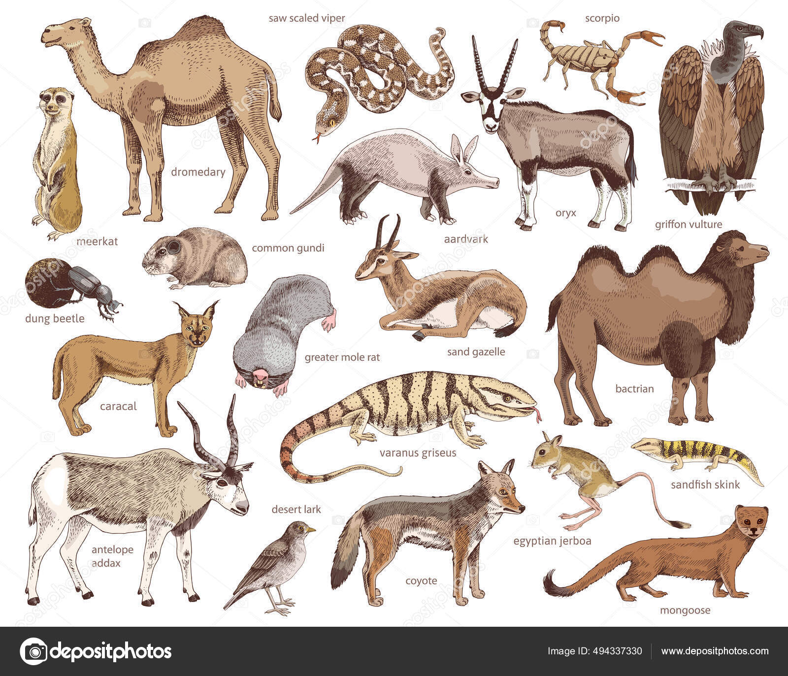Hand drawn collection of desert animals Stock Illustration by ©mart_m ...