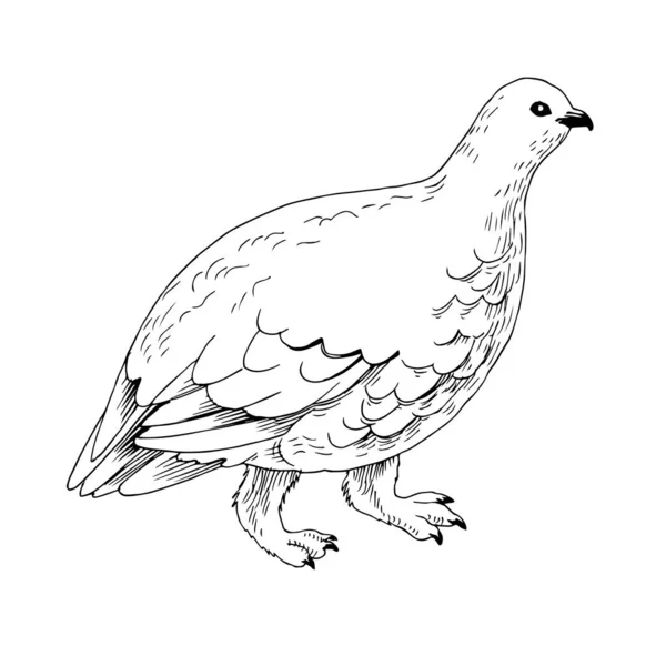 Chakor Vector Images | Depositphotos