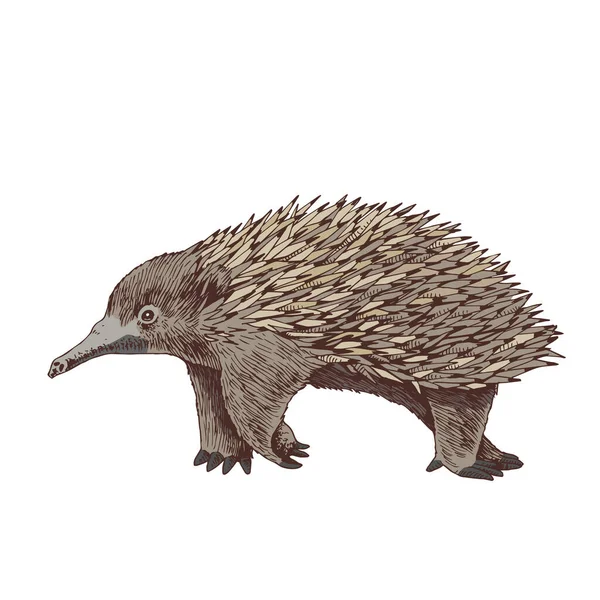 Hand drawn echidna Vector Art Stock Images | Depositphotos