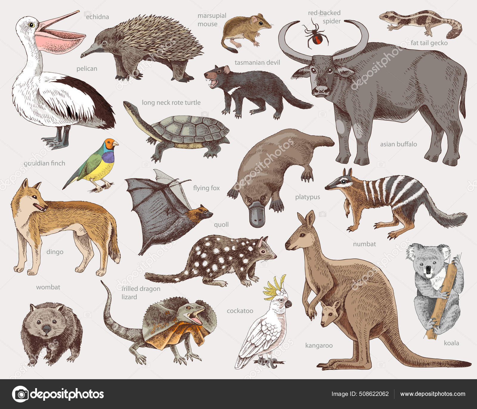 Australian Animals Images