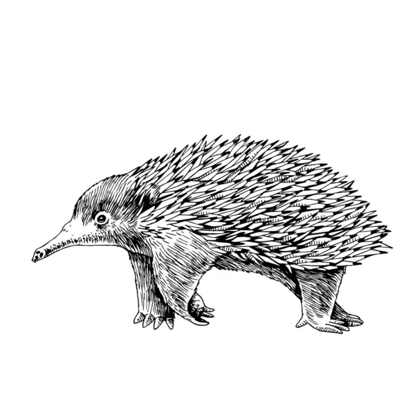 Hand drawn echidna Vector Art Stock Images | Depositphotos
