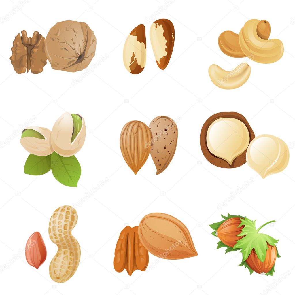 Nuts — Stock Vector © mart_m #60046113
