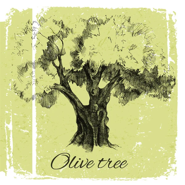 Olive tree Vector Art Stock Images | Depositphotos