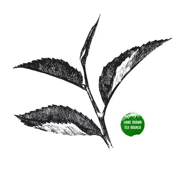ᐈ Tea leaf outline stock vectors, Royalty Free tea leaf sketch ...