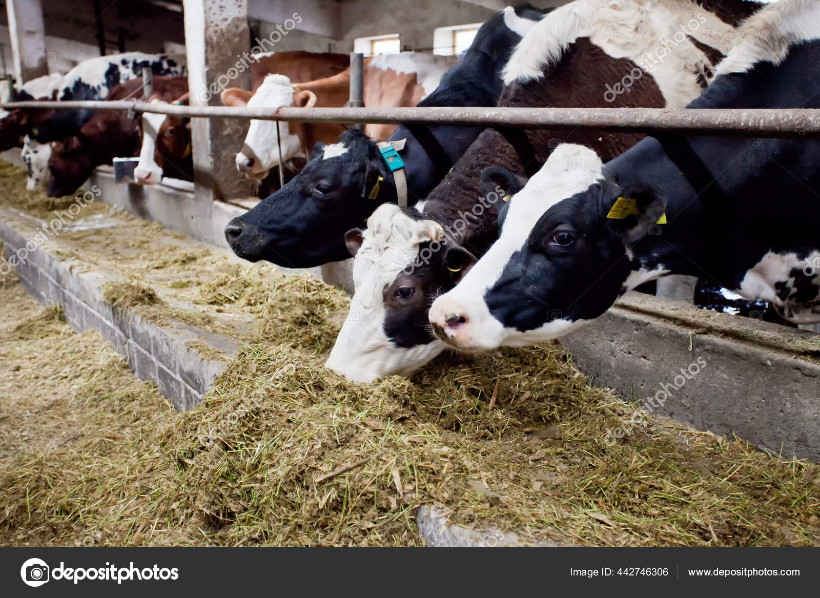 Many Cows Farm Fed Milked — Stock Photo © Zarajsky #442746306