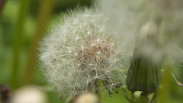 35 vídeos de Esfera peluda, metraje de Esfera peluda sin royalties | Depositphotos