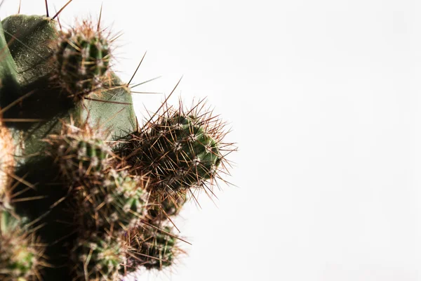 Néhány friss kaktuszfüge Stock Photos, Royalty Free Néhány friss ...