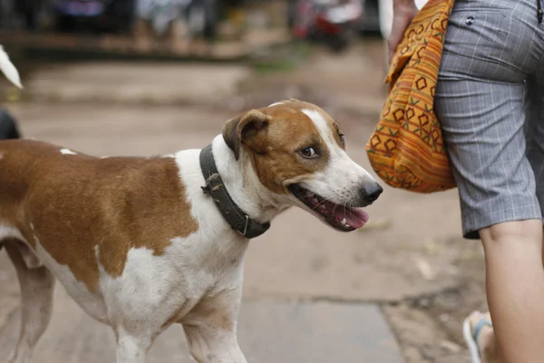 Sly dog Stock Photos, Royalty Free Sly dog Images | Depositphotos