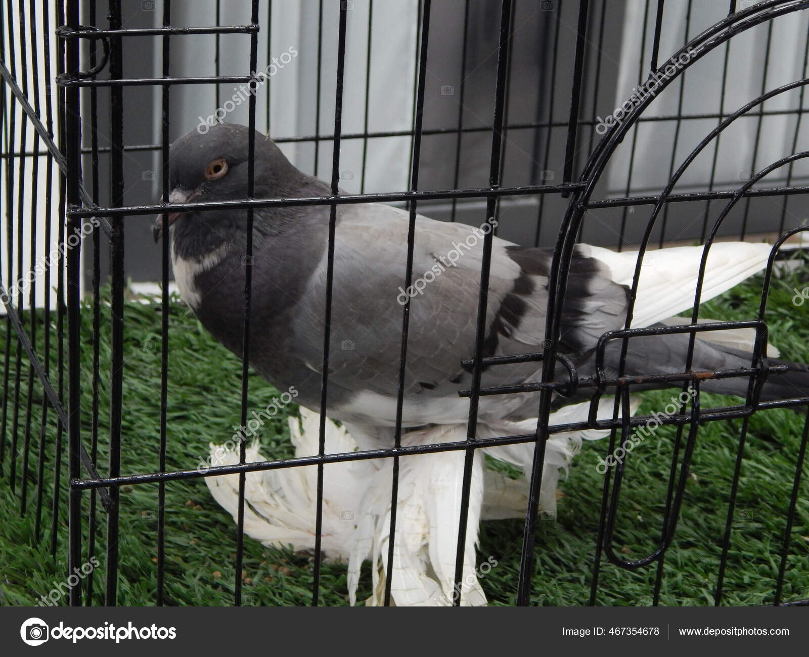 Seremban Malaysia May 2017 Exotic Pigeons Cages Exhibited Public Birds ...