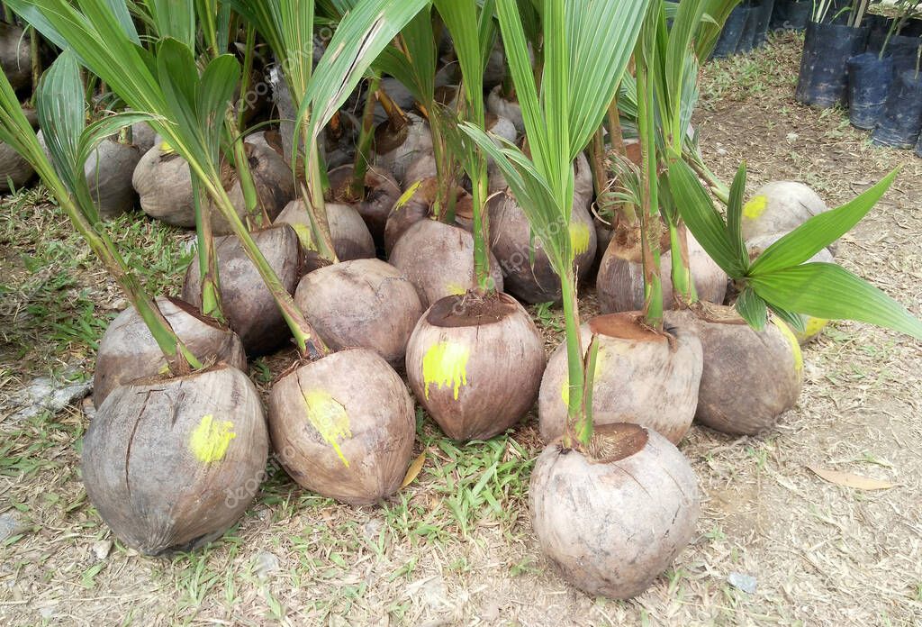 Cultivo de plántulas de coco se recogen antes de la plantación 2022