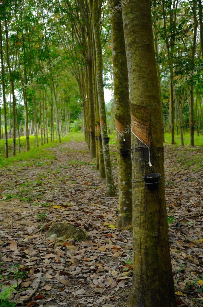 Rubber Tree (Hevea brasiliensis) in Malaysia — Stock Photo ...