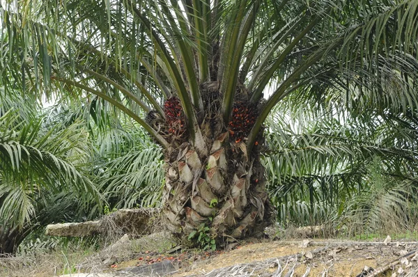 Palm Oil tree in palm oil estate - Stock Image - Everypixel