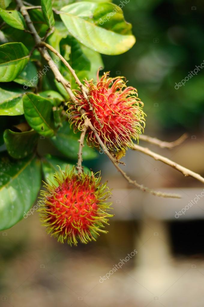 Rambutan Fruit Hand Scientific Name Nephelium Lappaceum, 53% OFF
