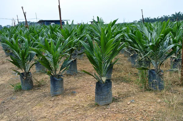 Nursery for young palm oil trees in Malaysia - Stock Image - Everypixel