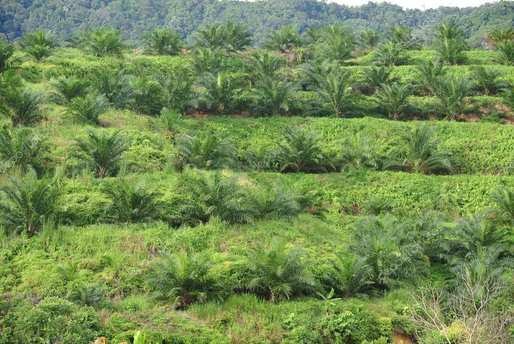 Palm oil trees in palm oil plantation estate Stock Photo by ...