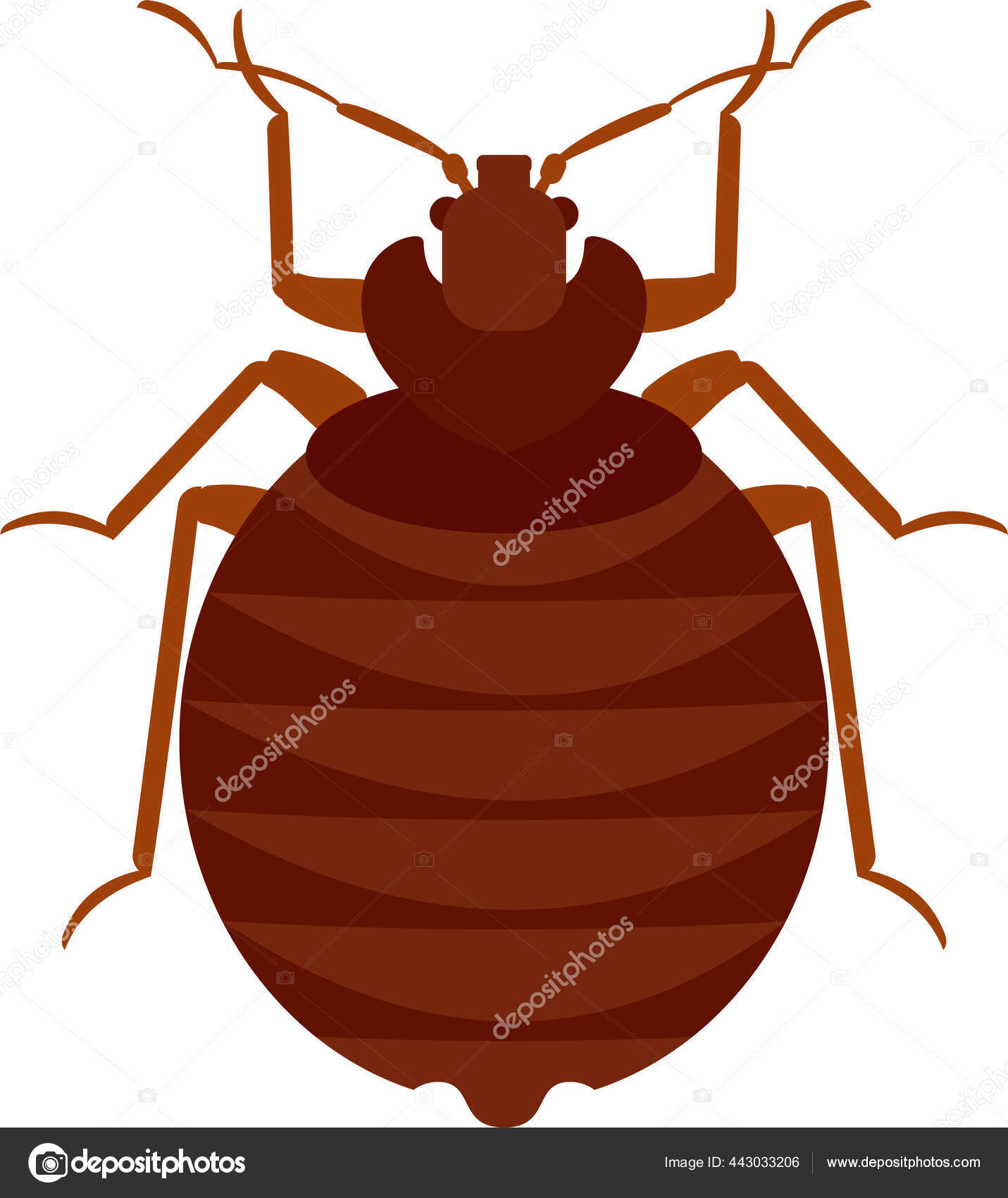 Bug Insectos Parásitos Aislados Sobre Fondo Blanco Ilustración ...